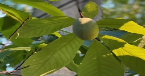 A New Spring Course by Dr. Katherine Borland and Dr. Claudia Wier ...